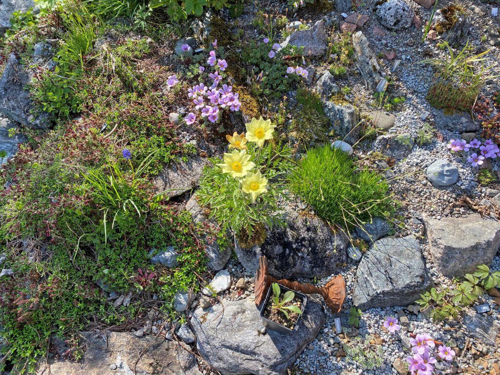Blømande hage i bratt terreng - Vestnesavisa